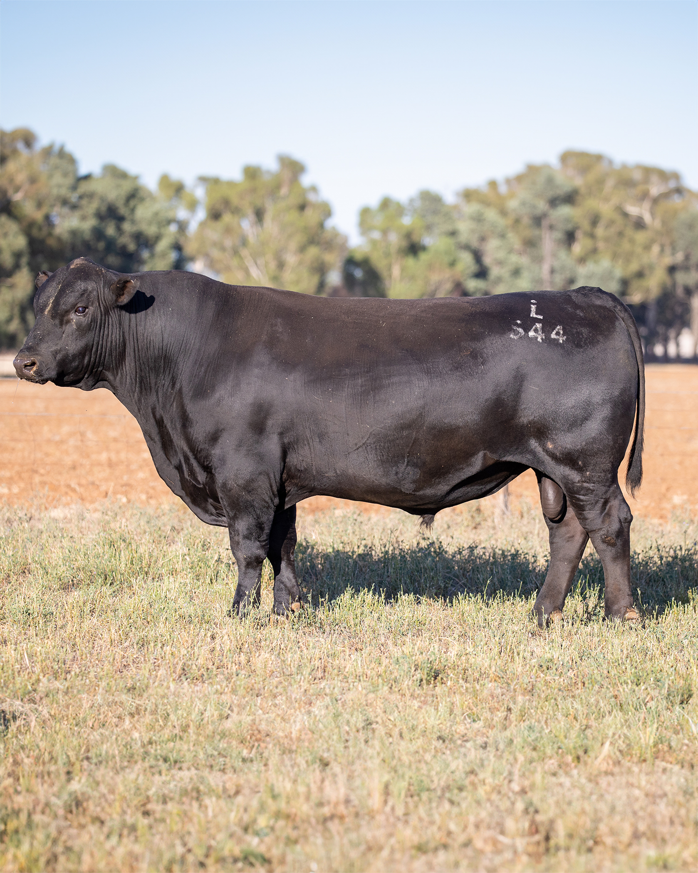 Home Page - Aarden Angus