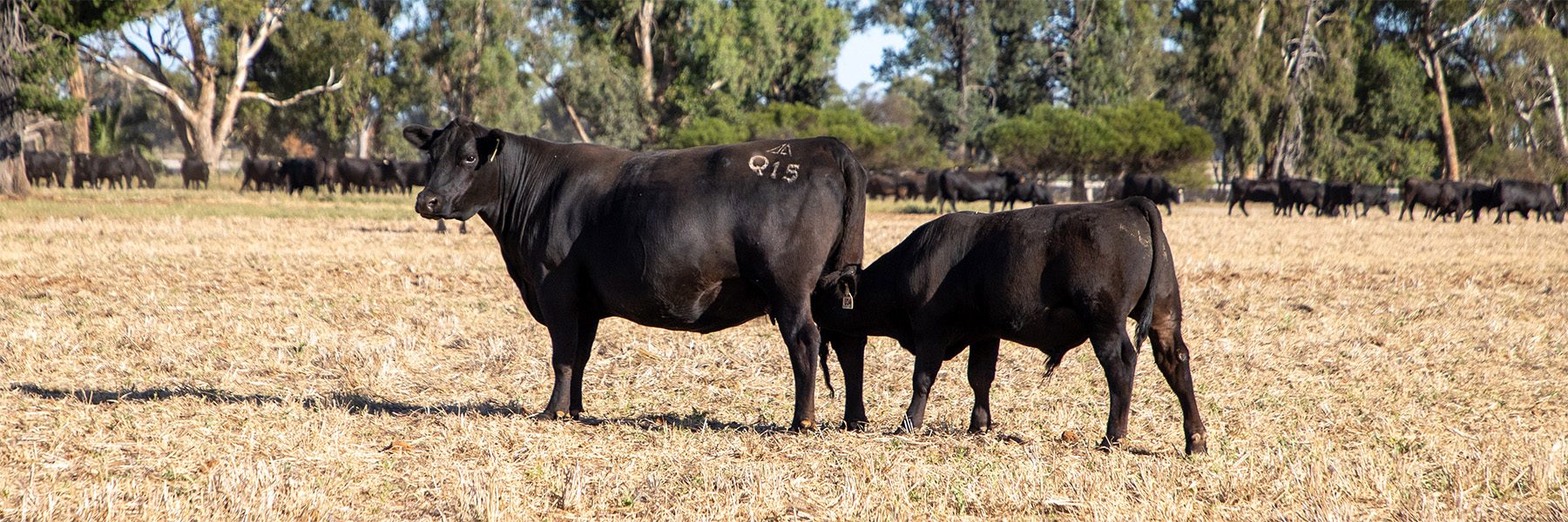 Females - Aarden Angus